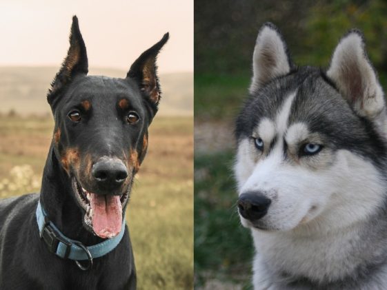Dobermann Husky Mischling: Der tolle Dobsky