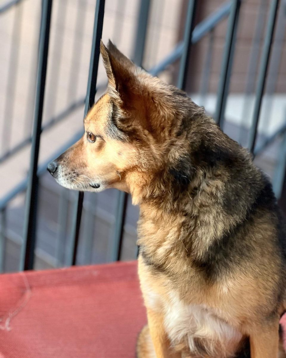 Mini Schäferhund: Ein exotischer Mix in eindrucksvollen Fotos