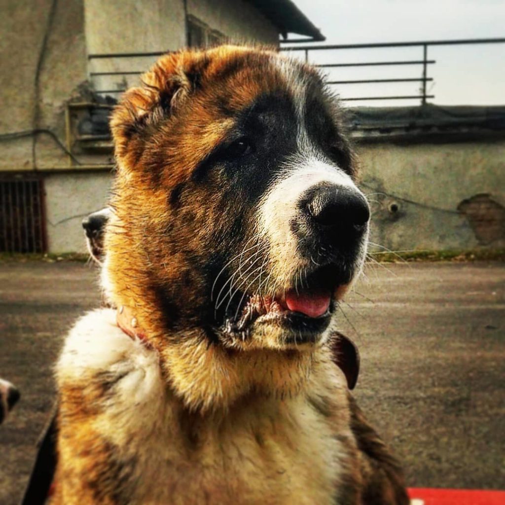 Alabai Hund: Der ultimative Owtscharka Guide (+Bilder)