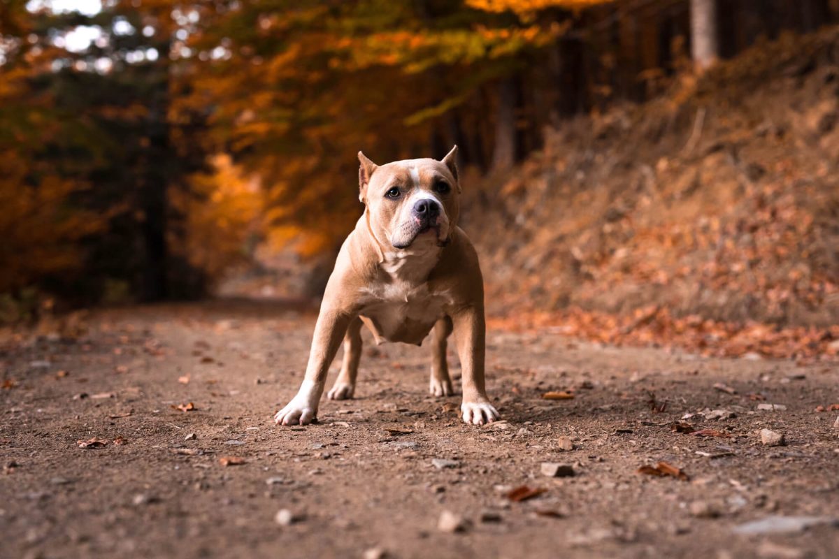 Hunderassen Kampfhunde: Top 15 mit Fotos + DACH-Listenhund