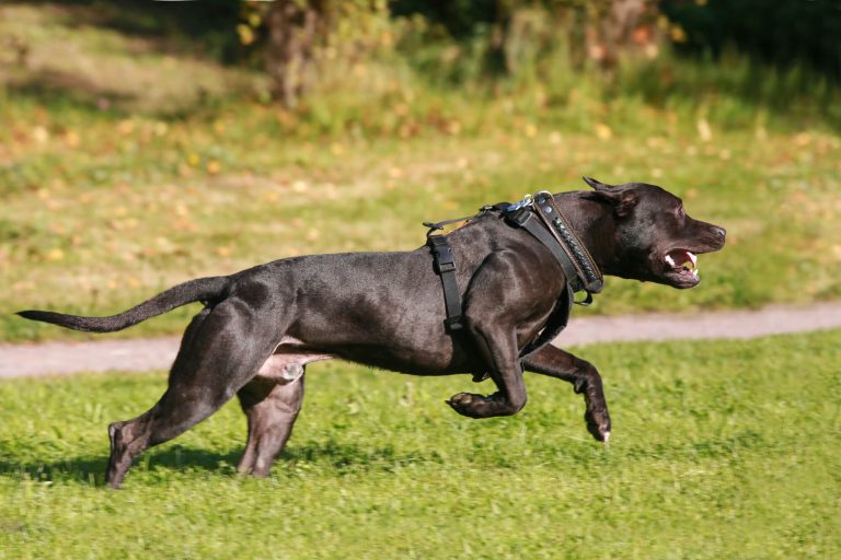 Hunderassen Kampfhunde: Top 15 mit Fotos + DACH-Listenhund