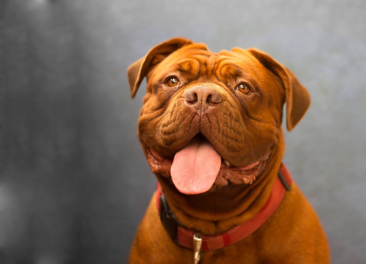 Hunderassen Kampfhunde: Top 15 mit Fotos + DACH-Listenhund