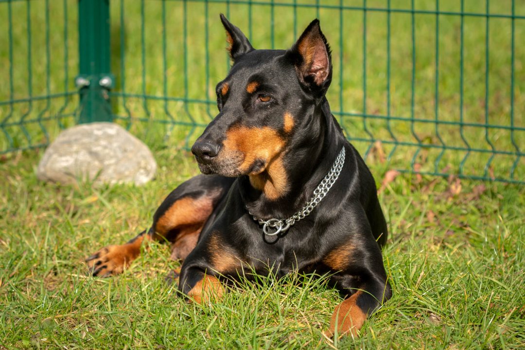 Hunderassen Kampfhunde: Top 15 mit Fotos + DACH-Listenhund