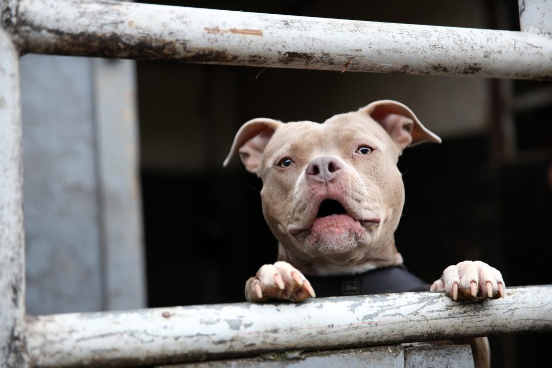 Hunderassen Kampfhunde: Top 15 mit Fotos + DACH-Listenhund