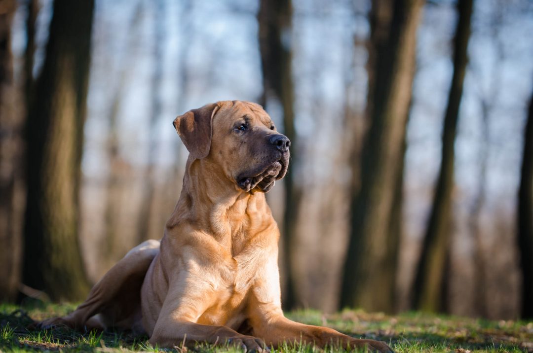 Hunderassen Kampfhunde: Top 15 mit Fotos + DACH-Listenhund