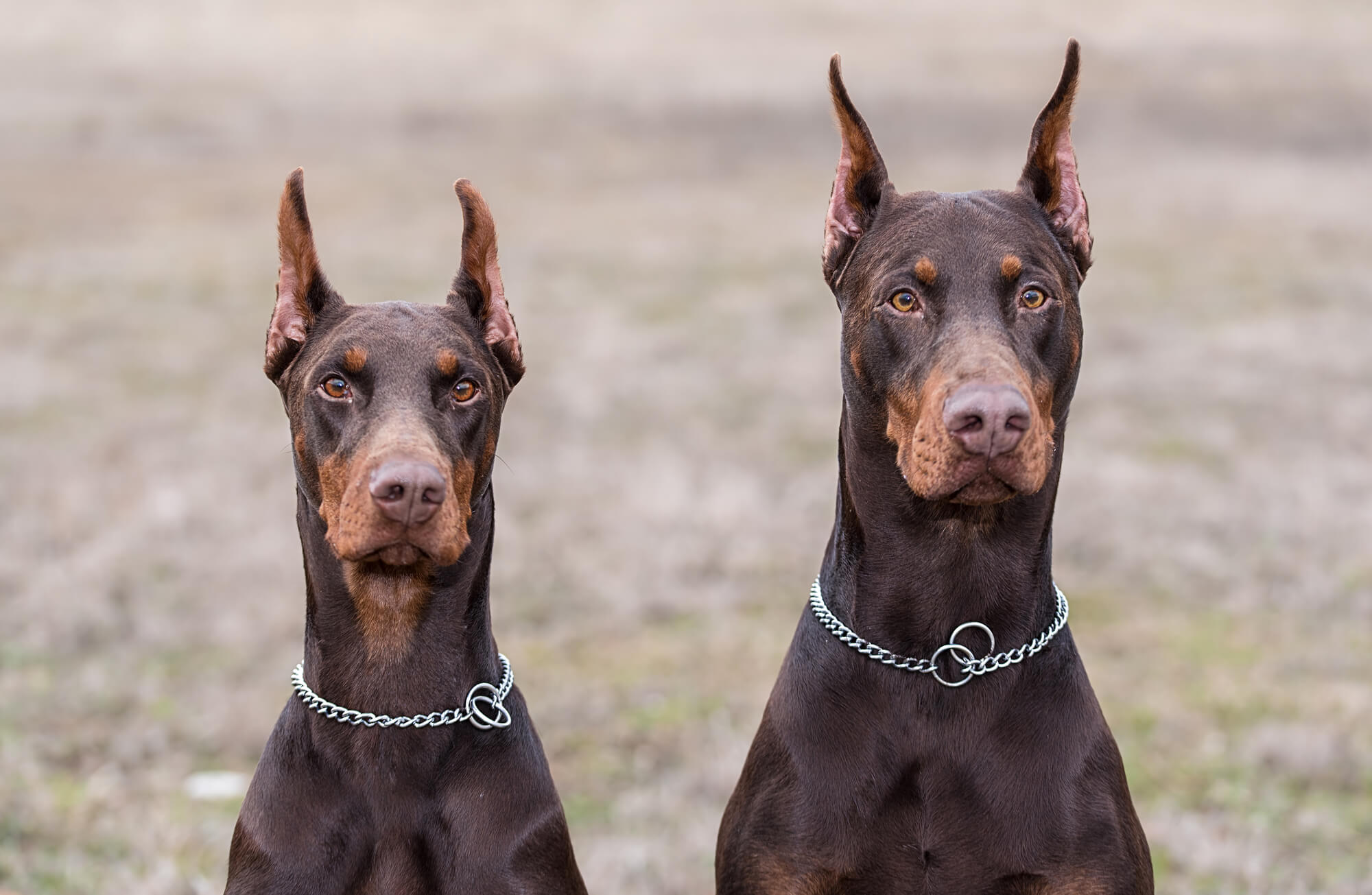 Die Welt Der Dobermann Ohren Kupieren Methoden Die Welt Der Dobermann Ohren Kupieren Methoden