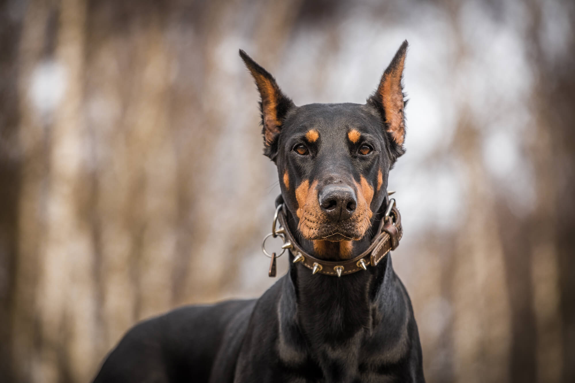 Die Welt Der Dobermann Ohren Kupieren Methoden Die Welt Der Dobermann Ohren Kupieren Methoden